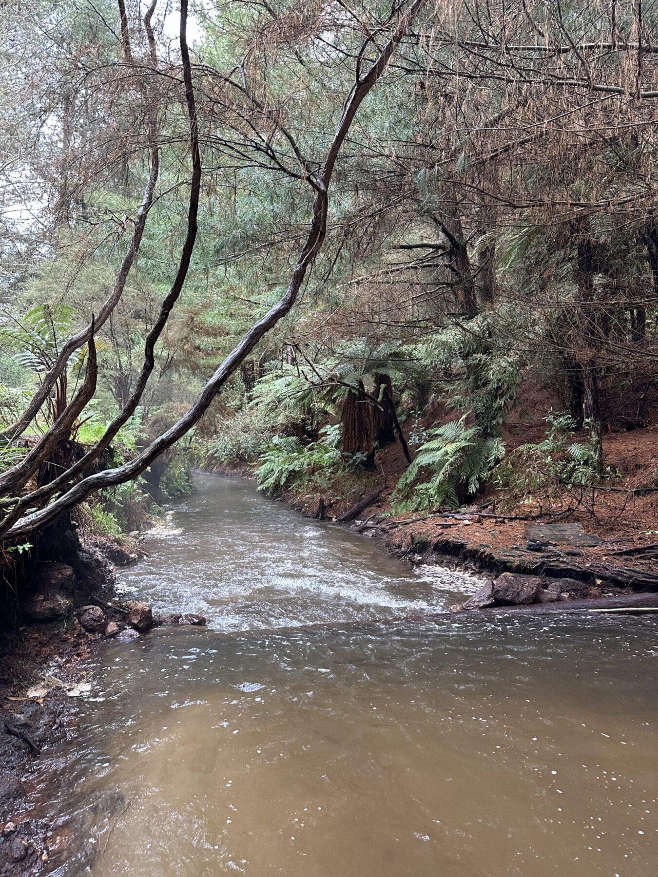 Kerosene Creek: How to Swim in Rotorua's Hot Springs - Journey By Backpack