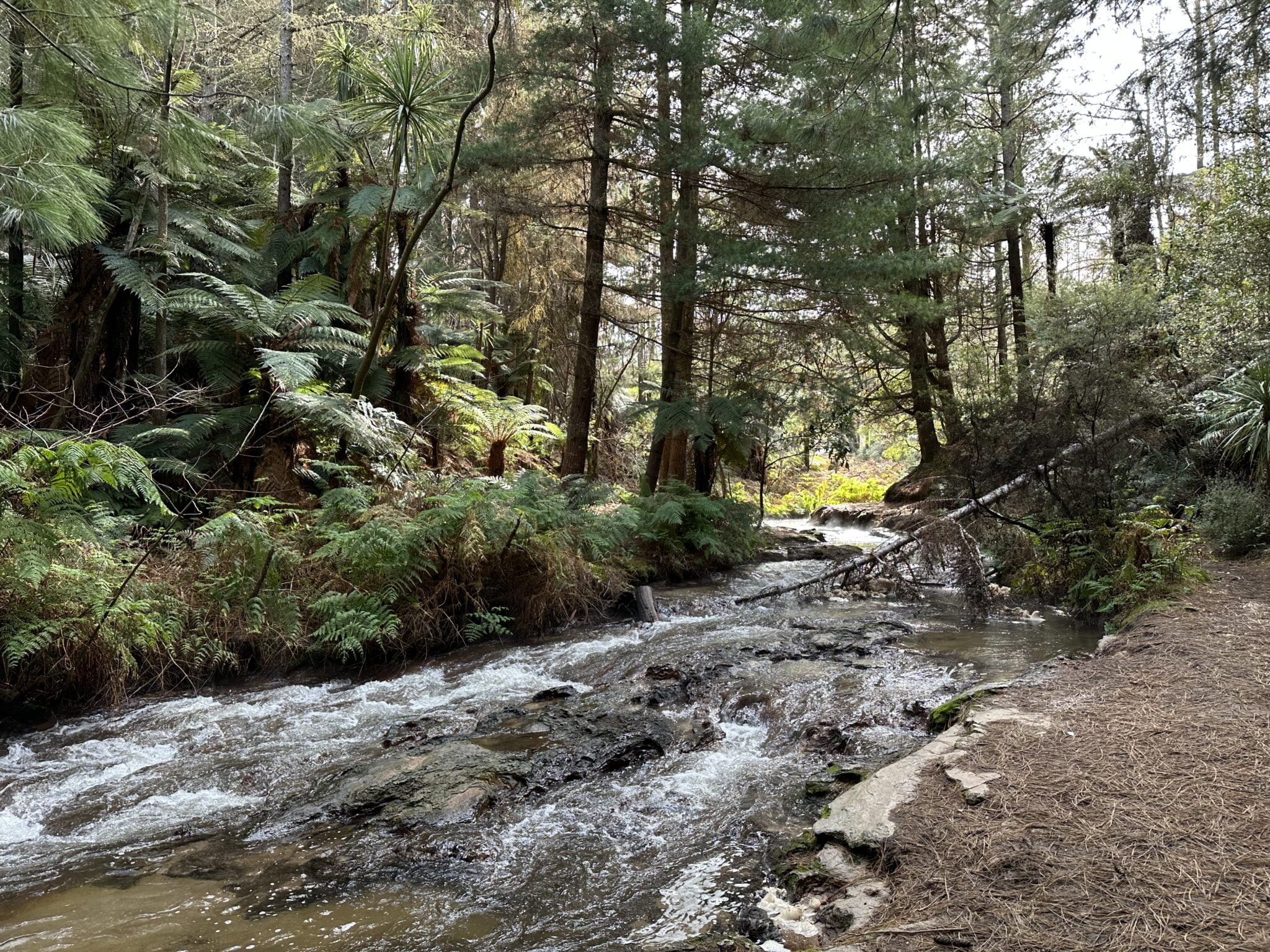 Kerosene Creek: How to Swim in Rotorua's Hot Springs - Journey By Backpack