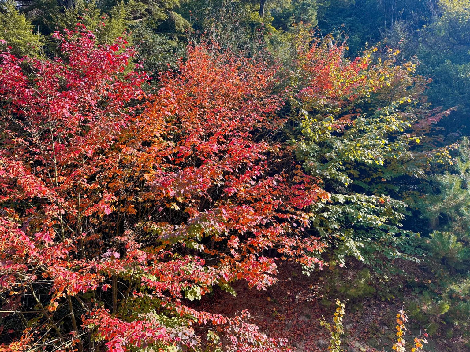 Visiting Japan in November: The Ultimate Guide