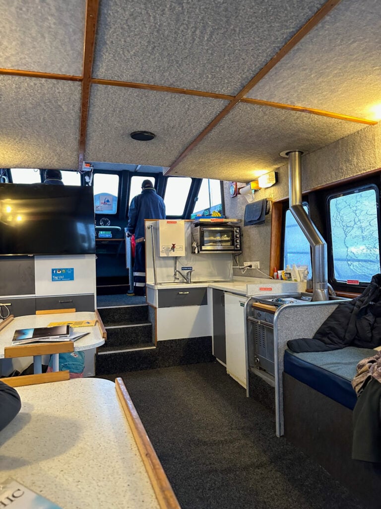 Cage Diving with Sharks in New Zealand: All You Need to Know