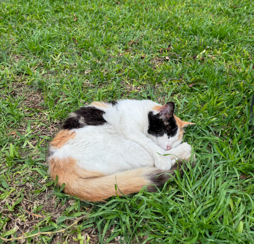 Visiting the Cat Park in Lima: A Cat Lover's DREAM