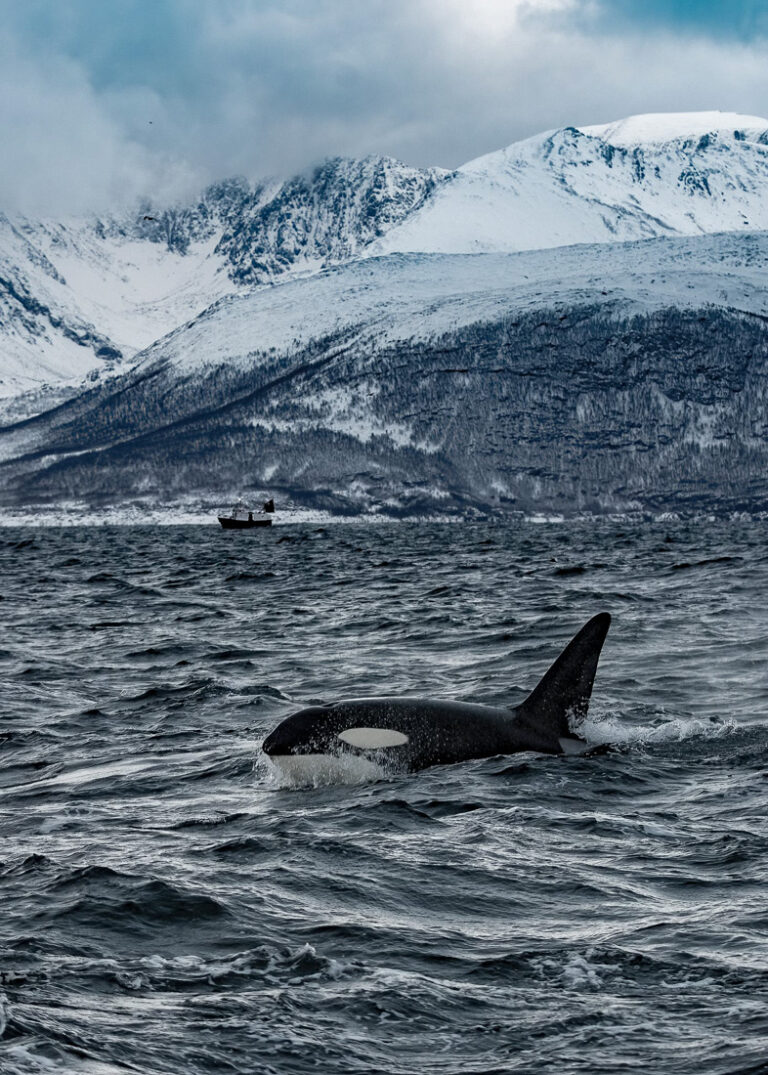 A Guide to Whale Watching in Tromso (+ Best Tours in 2026)
